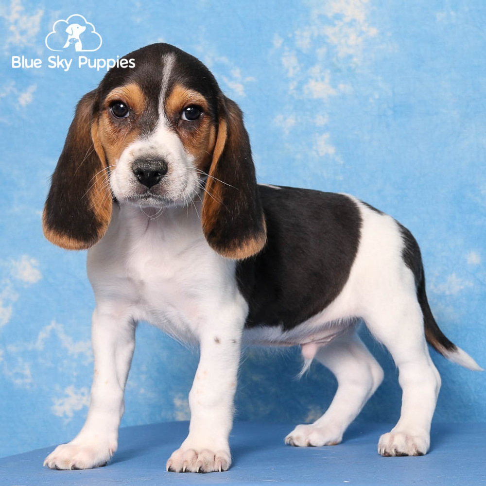 Judge - Beagle Puppy Adopted in Tampa Bay FL, puppy ID #06895935 | Blue ...