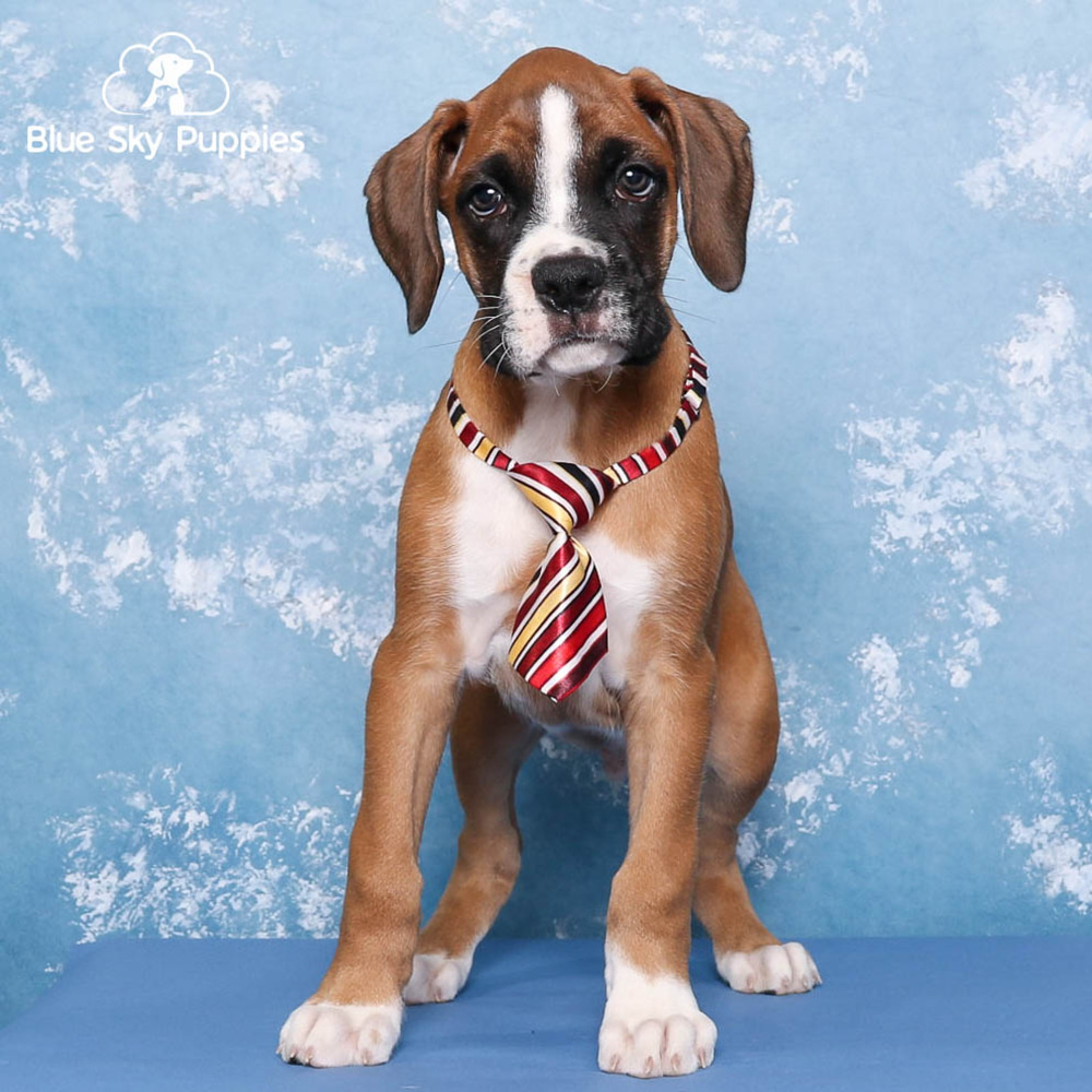 Beans - Boxer Puppy Adopted in Orlando FL, puppy ID #10349018 | Blue ...