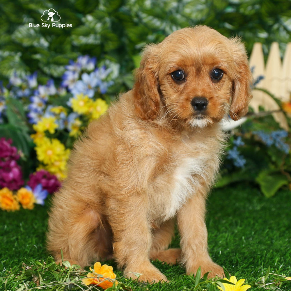 Matilda - Cavapoo (F1) Puppy Adopted in Tampa Bay FL, puppy ID ...