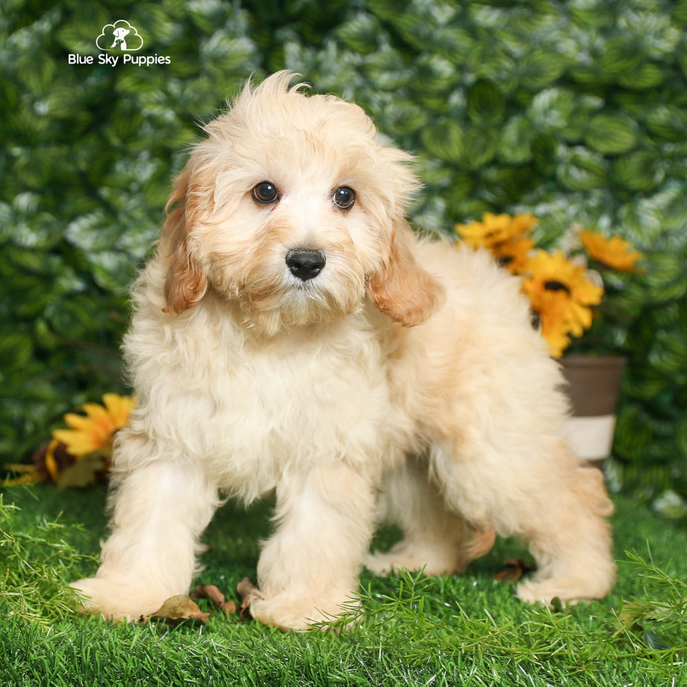 Aero - Cavapoo (F1) Puppy Adopted in Tampa Bay FL, puppy ID #00264025 ...