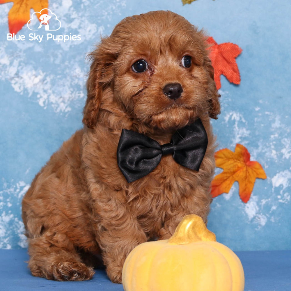 Emory - Cavapoo (F1) Puppy Adopted in Orlando FL, puppy ID #10593576 ...