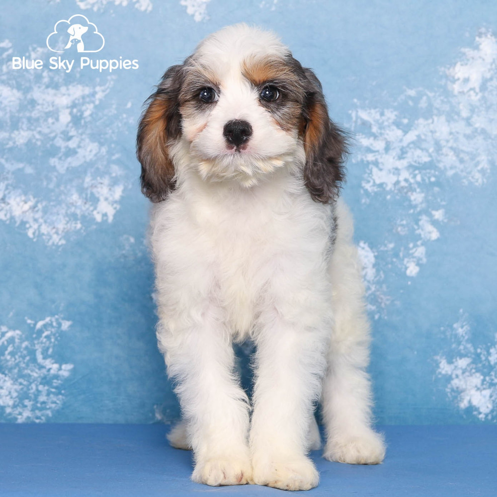 Jesse - Cavapoo (F1) Puppy Adopted in Tampa Bay FL, puppy ID #20732032 ...