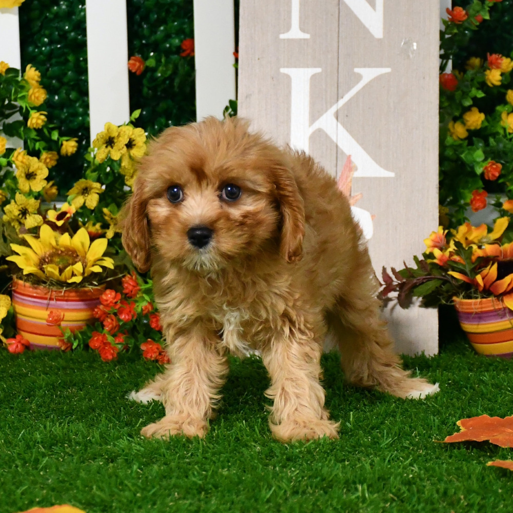Leroy - Cavapoo (F1B) Puppy Adopted in Nashville TN, puppy ID #00570347 ...