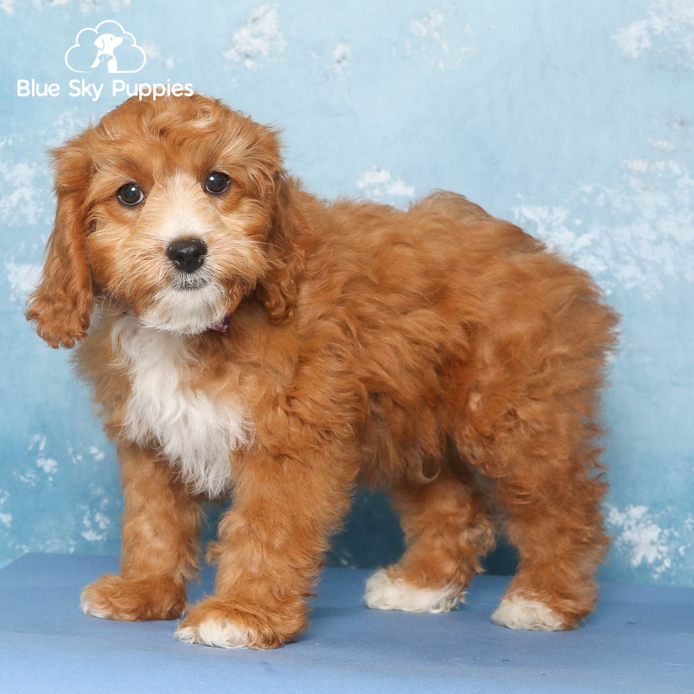 Shadow - Cavapoo (F1B) Puppy Adopted in Orlando FL, puppy ID #02257460 ...