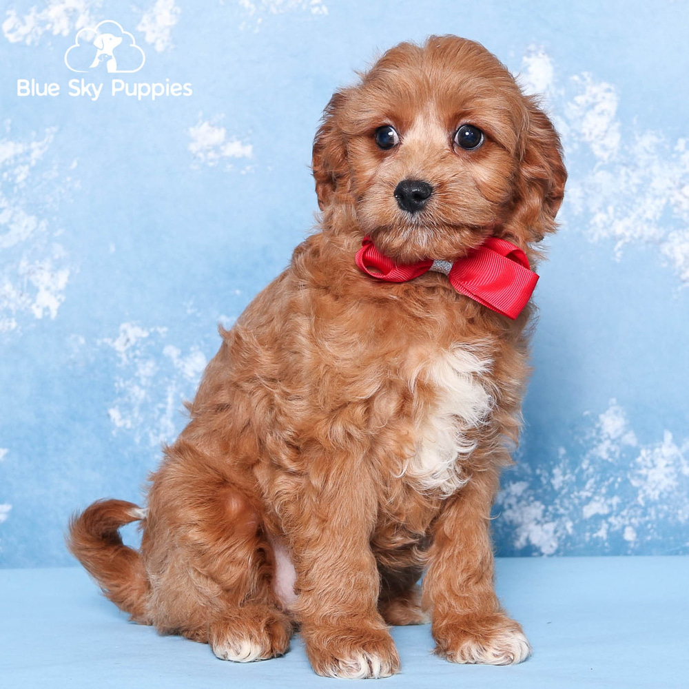Abe - Cavapoo (F1B) Puppy Adopted in Tampa Bay, puppy ID #04363133 ...