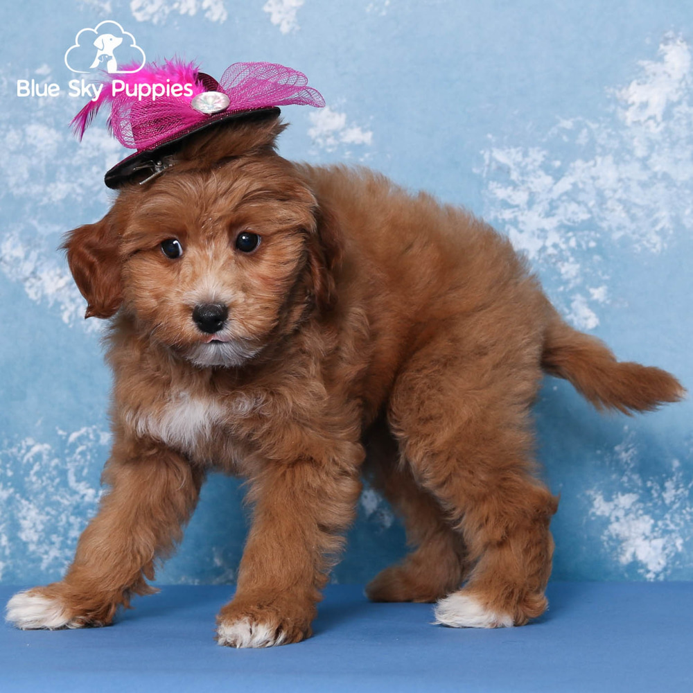 Nala - Cavapoo (F1B) Puppy Adopted in Tampa Bay FL, puppy ID #05119031 ...