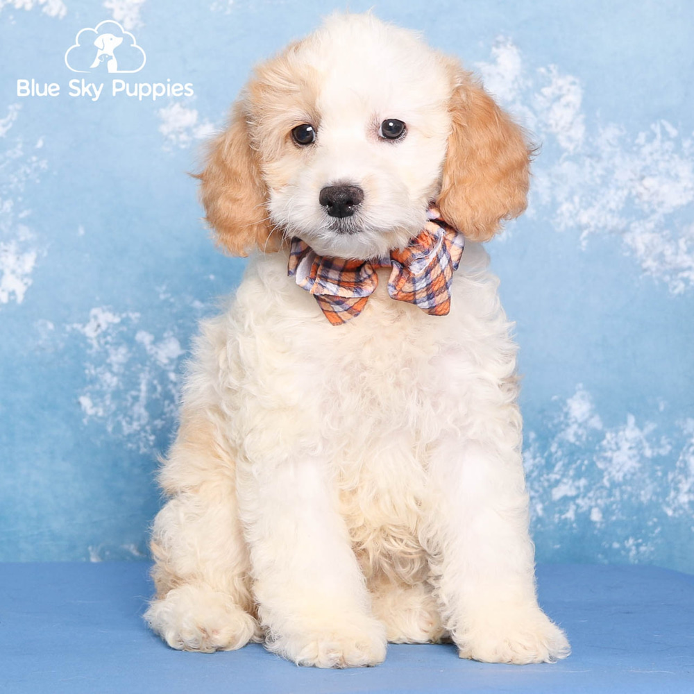 Russell - Cockapoo (F1) Puppy Adopted in Orlando FL, puppy ID #00074499 ...