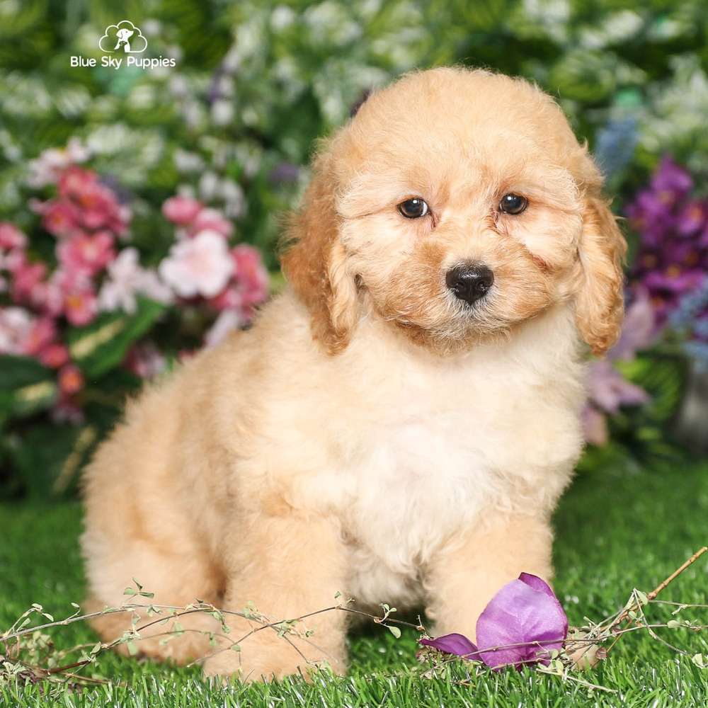 Summer - Cockapoo (F1B) Puppy Adopted in Tampa Bay FL, puppy ID ...