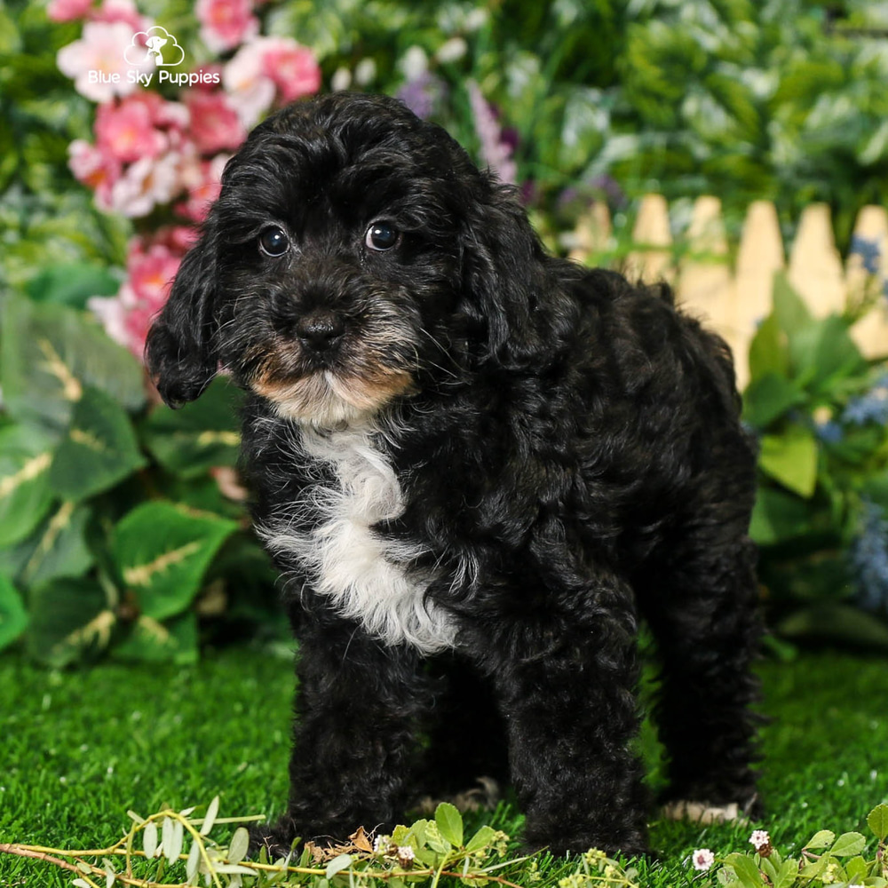 Quizzie - Cockapoo (F1B) Puppy Adopted in Orlando FL, puppy ID ...