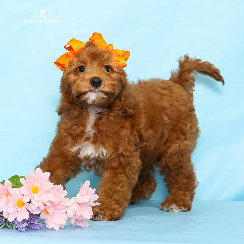 Xiadani - Cockapoo (F1B) Puppy Adopted in Orlando FL, puppy ID ...