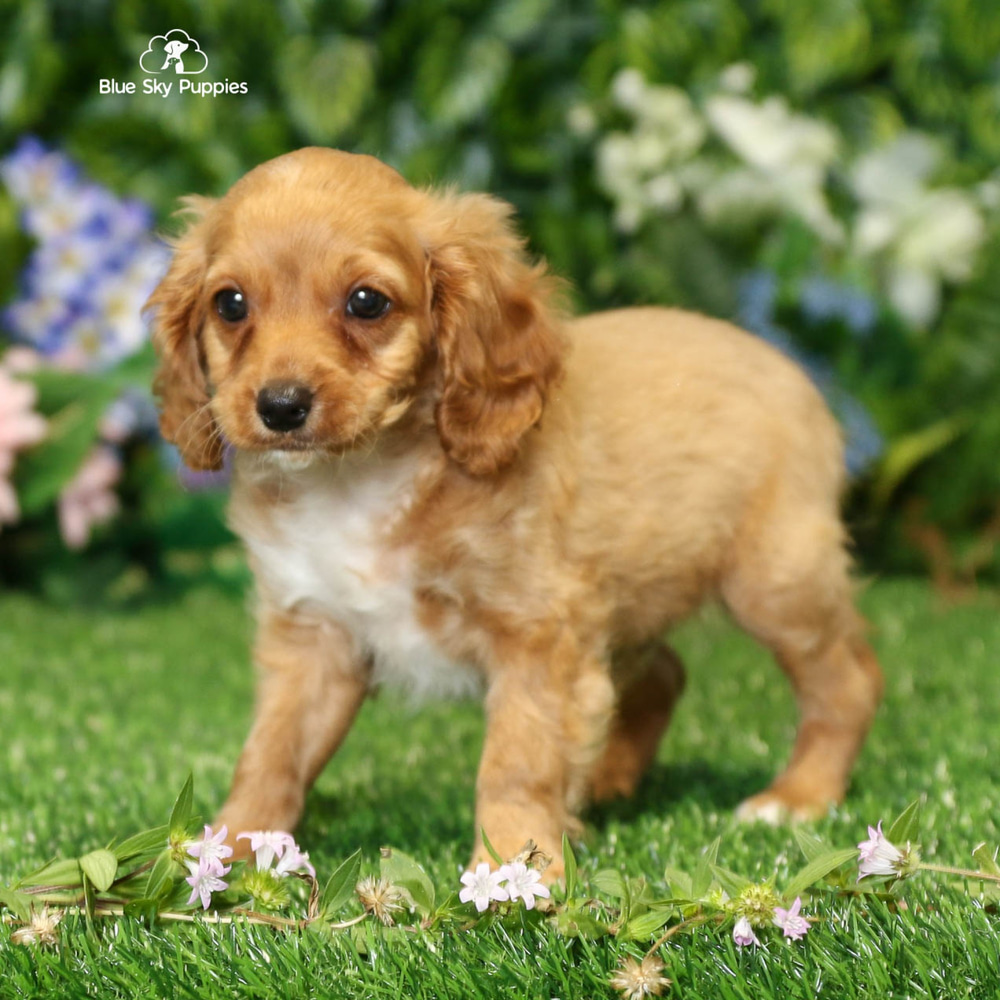 Hoover - Cockapoo (F1B) Puppy Adopted in Orlando FL, puppy ID #10389041 ...