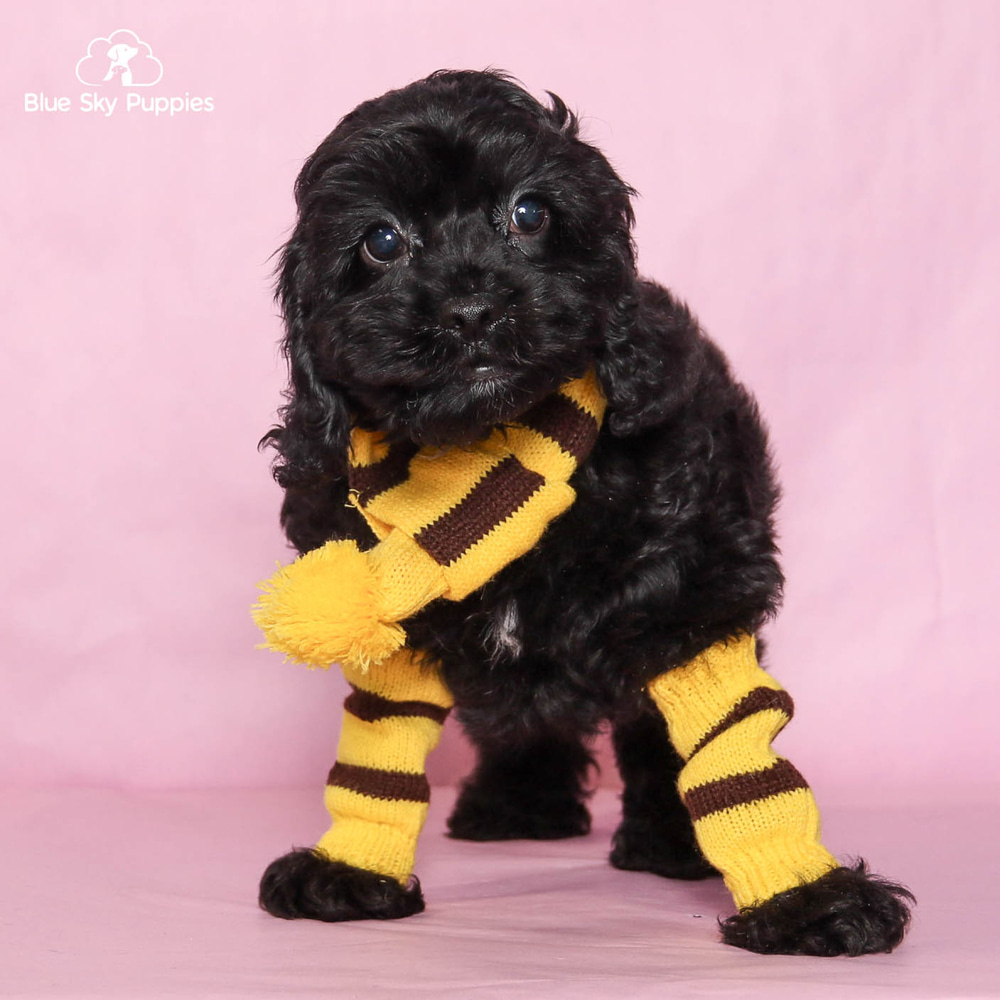 Shiloh - Cockapoo (F2) Puppy Adopted in Orlando FL, puppy ID #01035251 ...