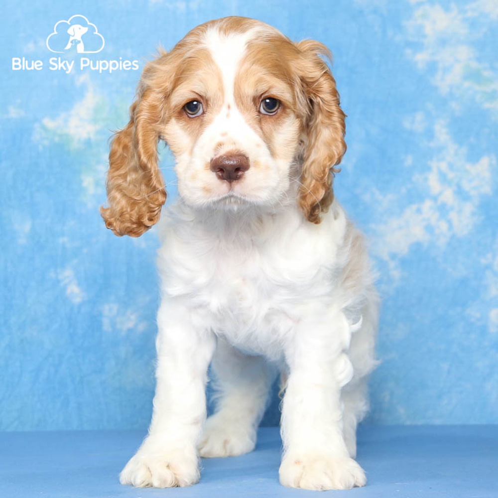 Conrad - Cocker Spaniel Puppy Adopted in Orlando FL, puppy ID #00003684 ...