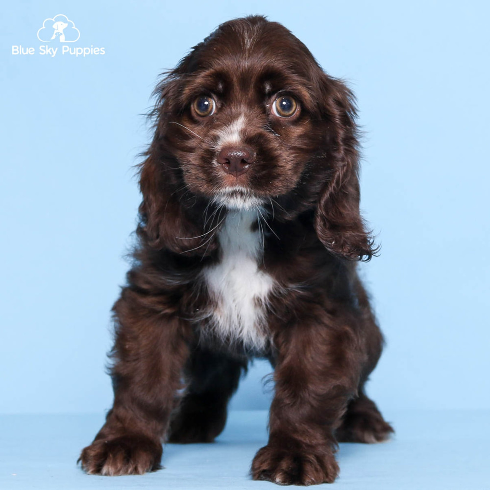 Herbert - Cocker Spaniel Puppy Adopted in Tampa Bay FL, puppy ID ...