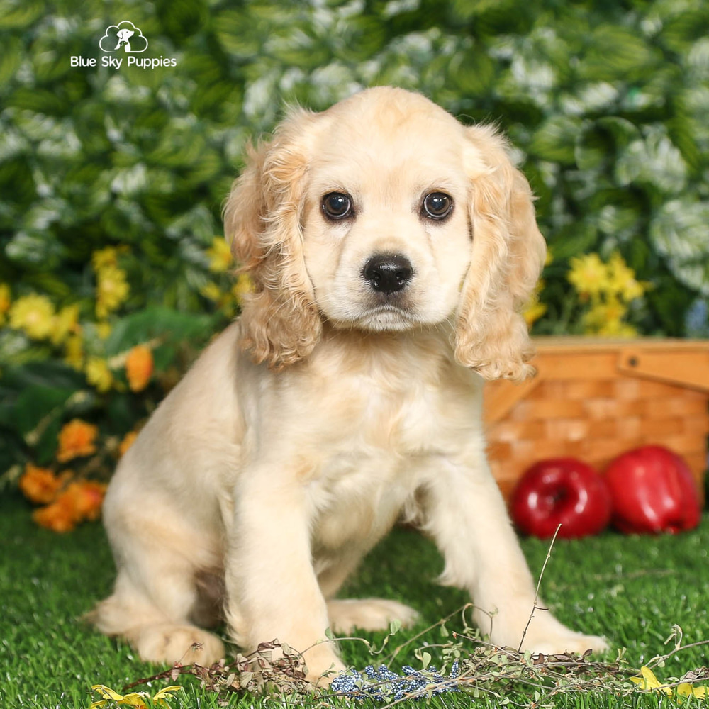 Archie - Cocker Spaniel Puppy Adopted in Tampa Bay FL, puppy ID ...