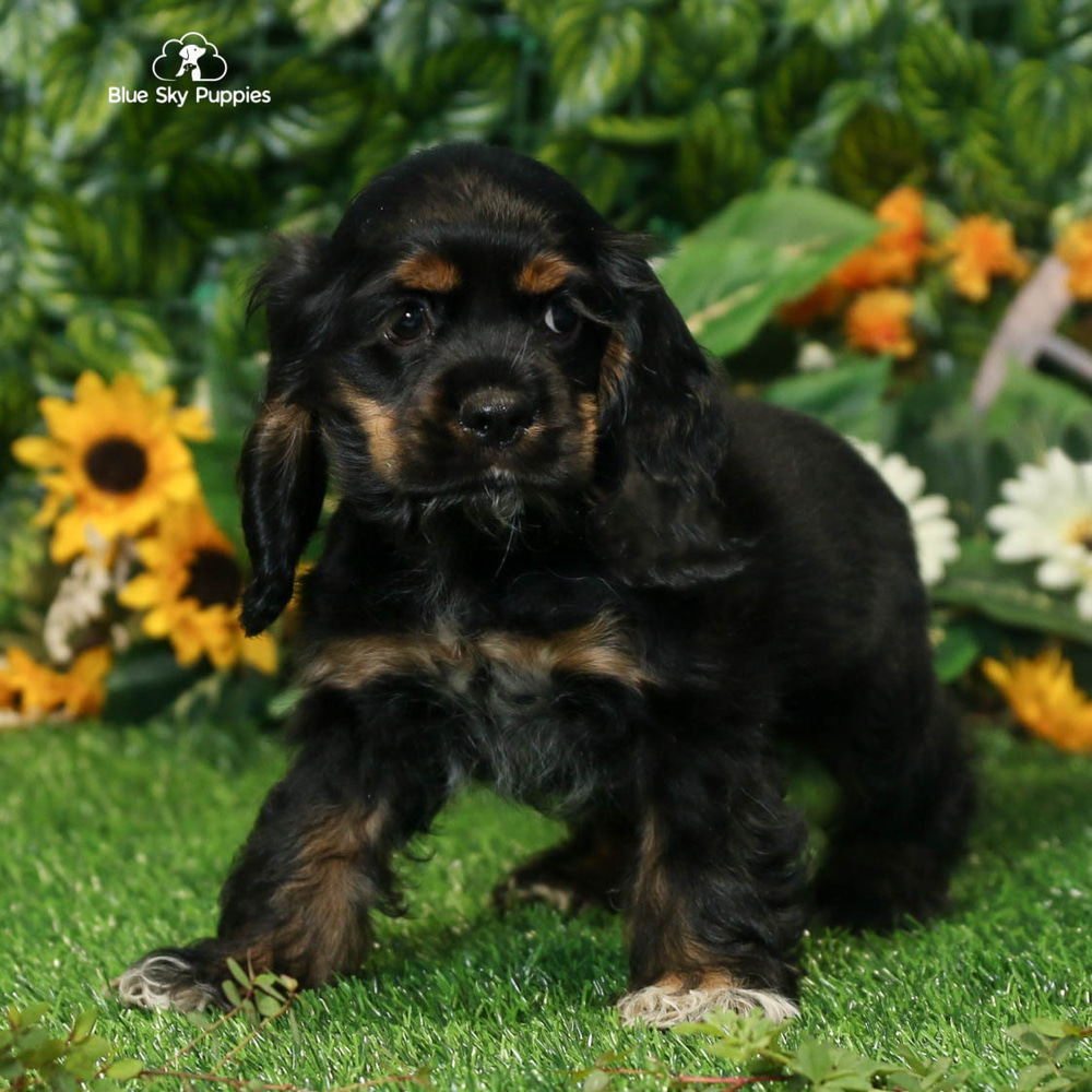 Kevin - Cocker Spaniel Puppy Adopted in Orlando FL, puppy ID #00863429 ...