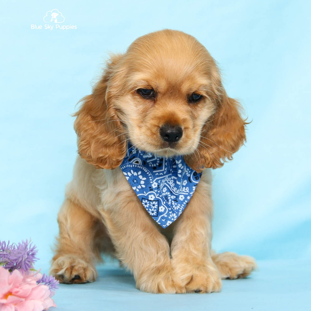 Norm - Cocker Spaniel Puppy Adopted in Orlando FL, puppy ID #01339826 ...