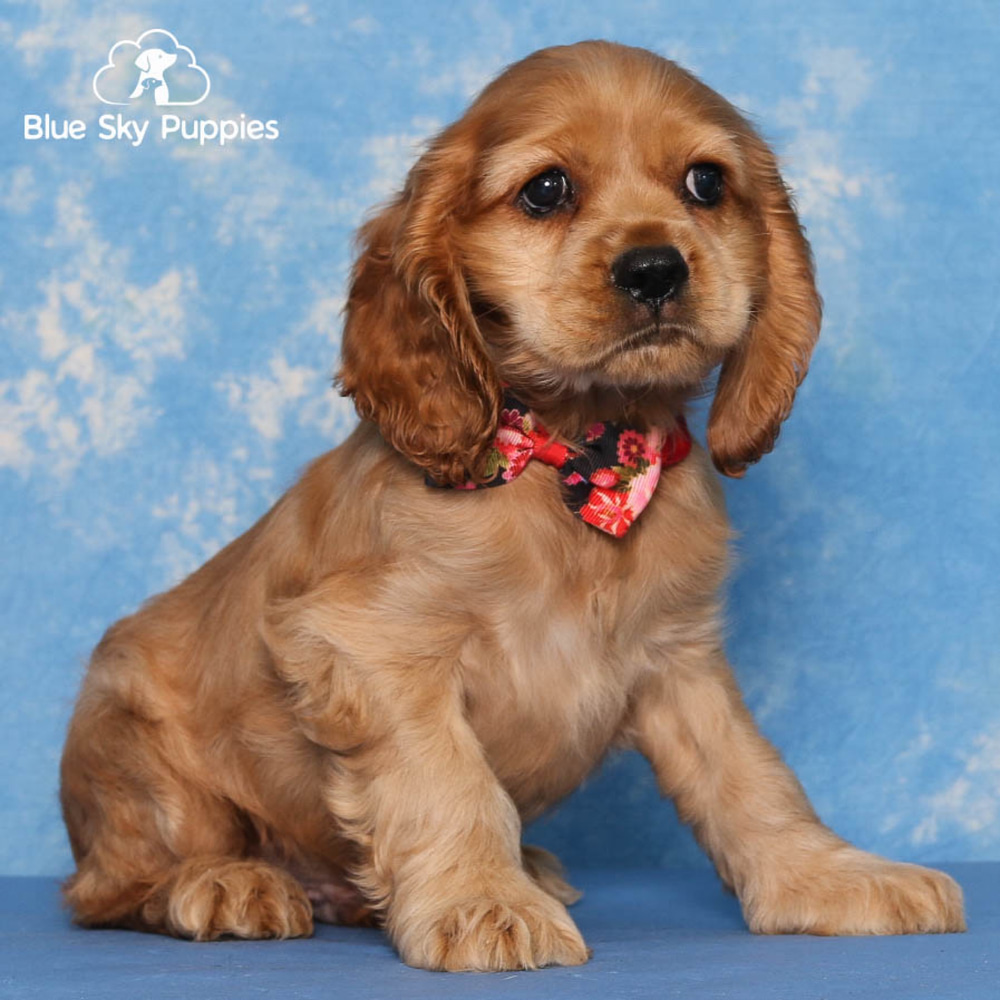 Summer - Cocker Spaniel Puppy Adopted in Tampa Bay FL, puppy ID ...