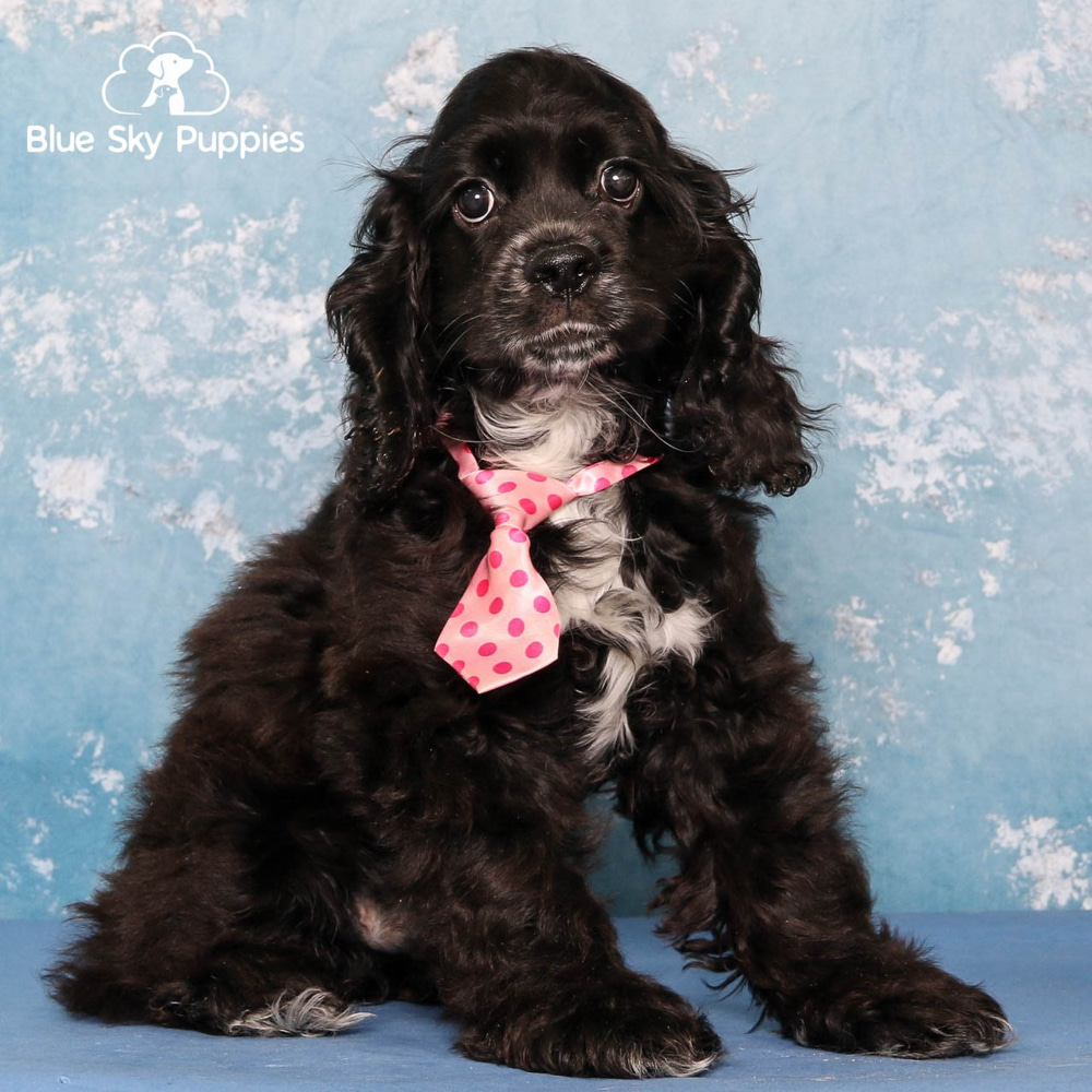 Corky - Cocker Spaniel Puppy Adopted in Orlando FL, puppy ID #22074786 ...