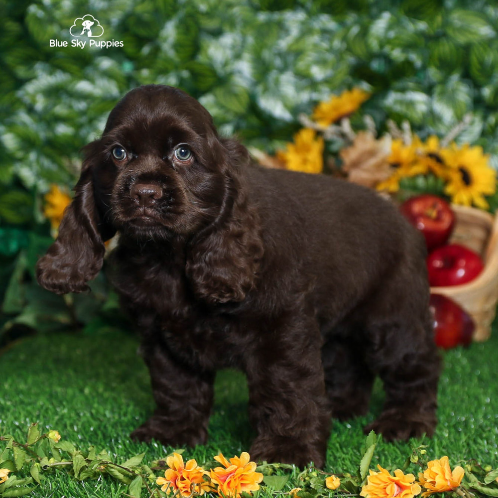 Prince - Cocker Spaniel Puppy Adopted in Tampa Bay FL, puppy ID ...