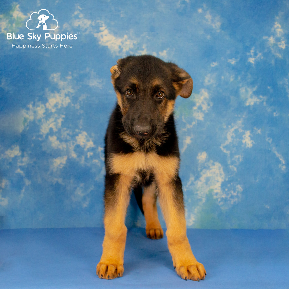 Levi - German Shepherd Puppy Adopted in Tampa Bay FL, puppy ID ...
