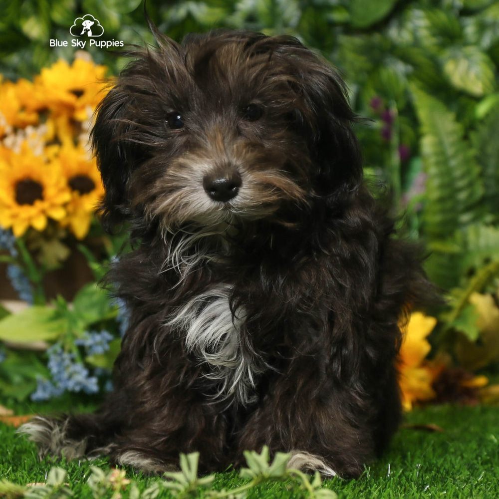 Dodge - Havapoo (F1) Puppy Adopted in Orlando FL, puppy ID #10470123 ...