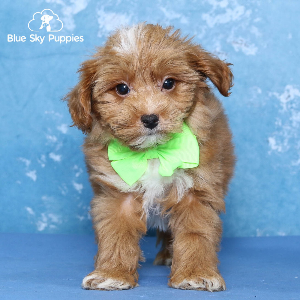 Mojo - Havapoo (F1B) Puppy Adopted in Orlando, puppy ID #02085246 ...