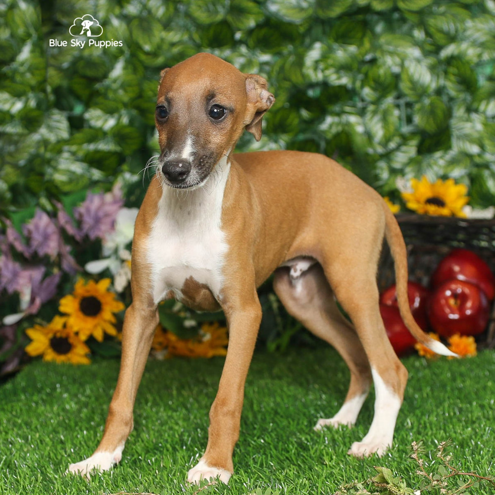 Johnny - Italian Greyhound Puppy Available for Adoption in Tampa Bay FL ...