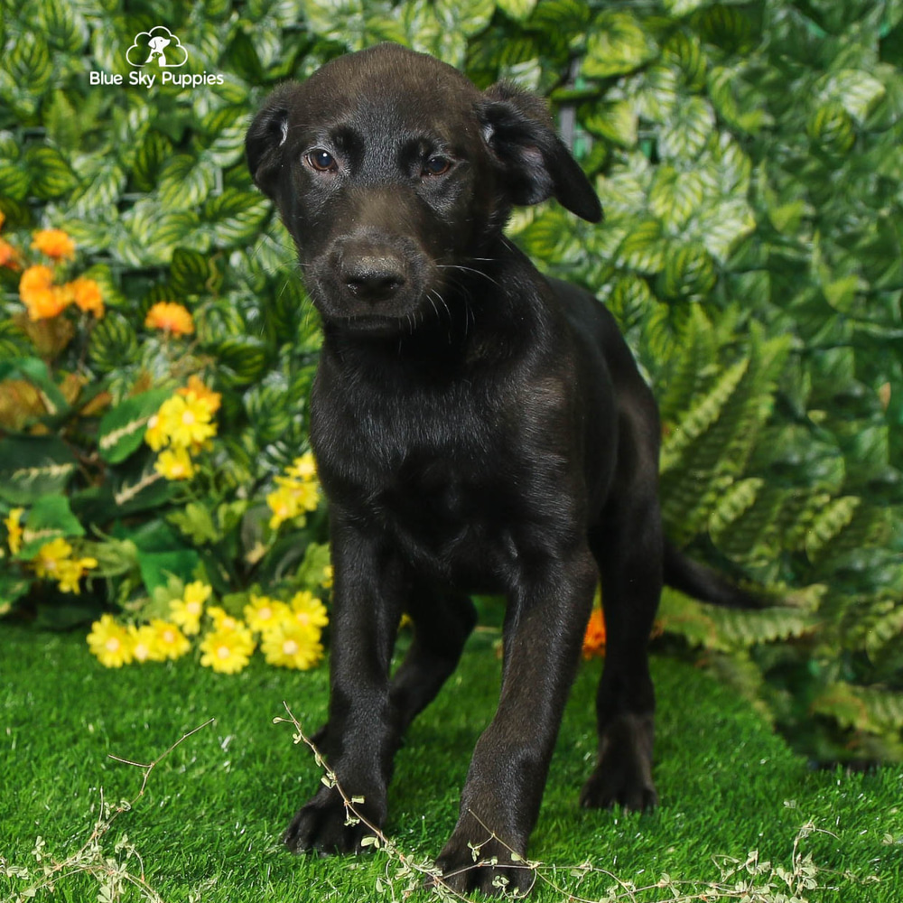 Dash - Labrador Retriever Puppy Adopted in Orlando FL, puppy ID ...