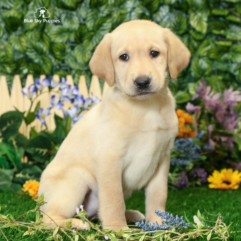 Jamie - Labrador Retriever Puppy Adopted in Orlando FL, puppy ID ...