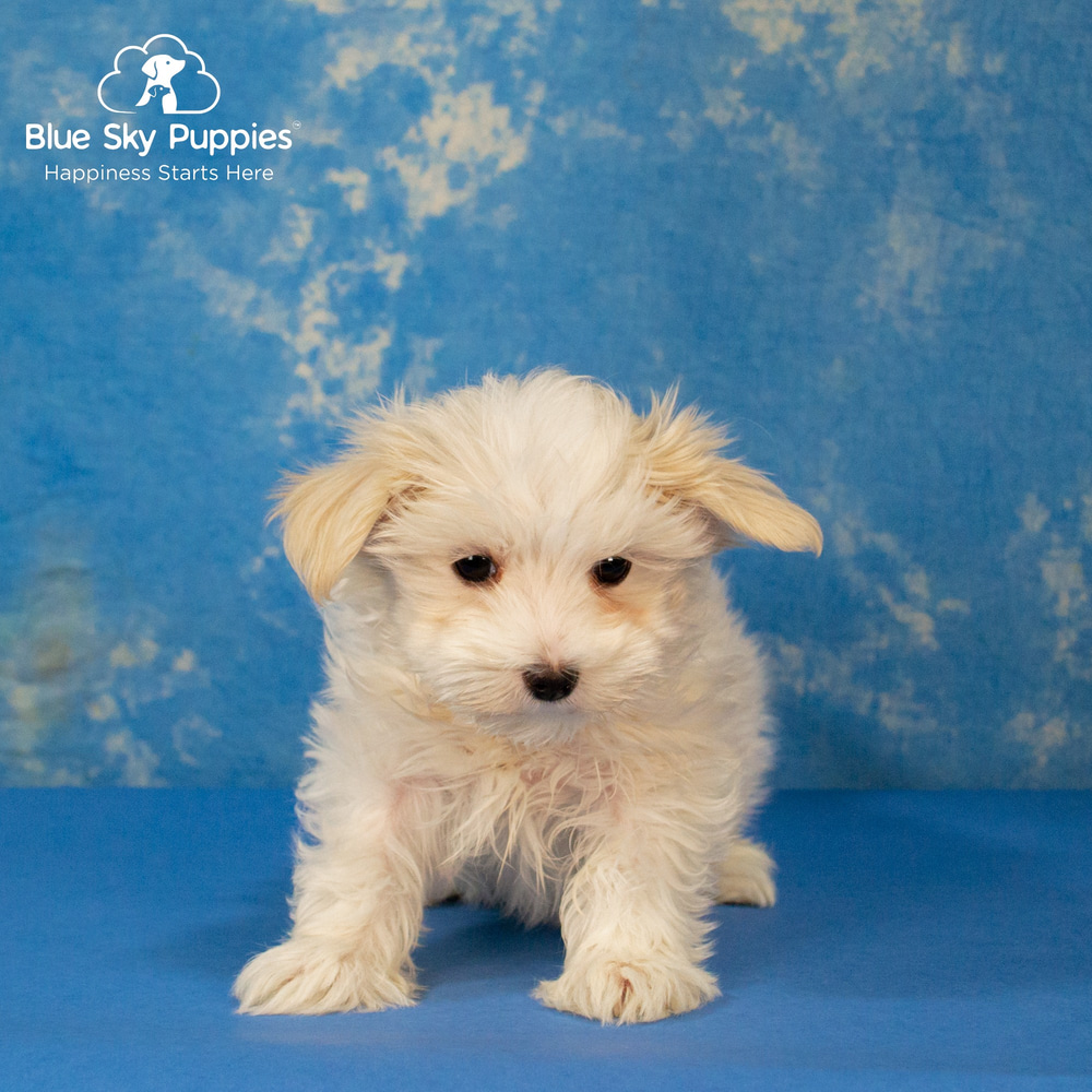 Alexander - Maltese Puppy Adopted in Orlando FL, puppy ID #02257449 ...