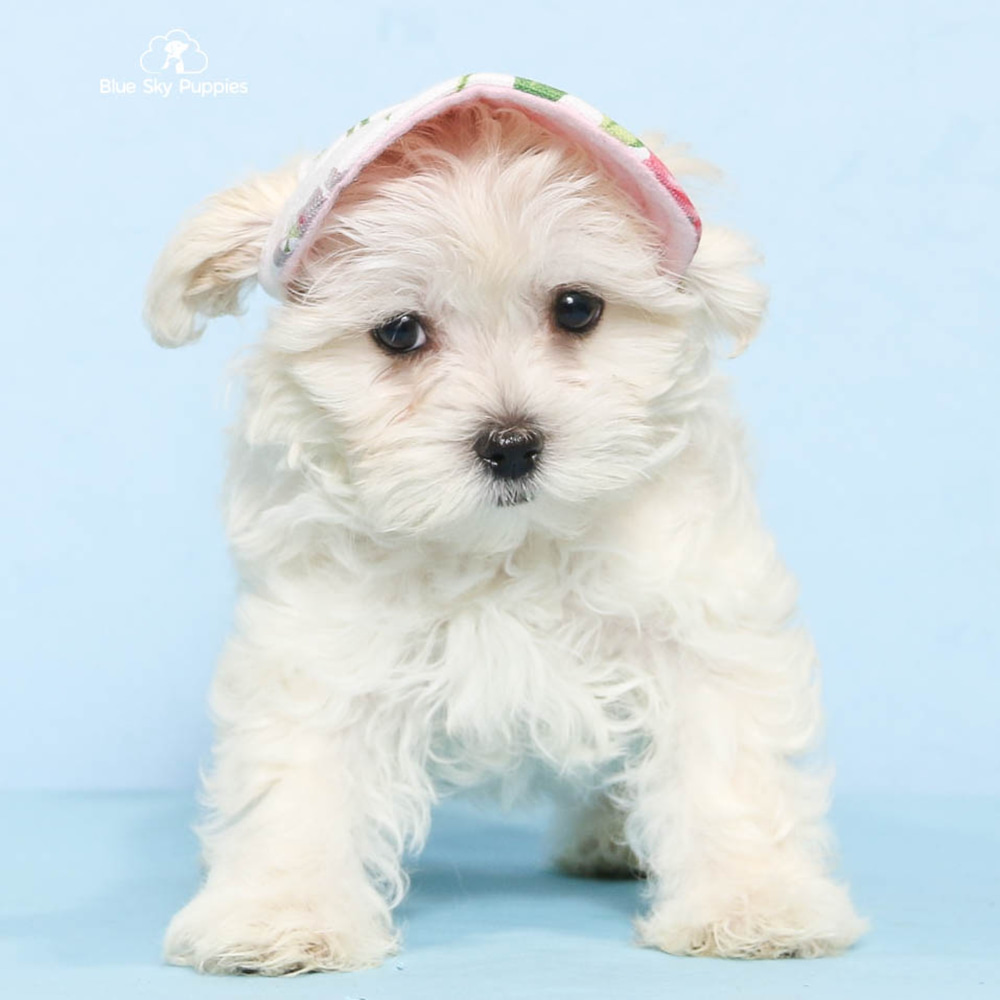 Yellow - Maltese Puppy Adopted in Orlando FL, puppy ID #02562433 | Blue ...