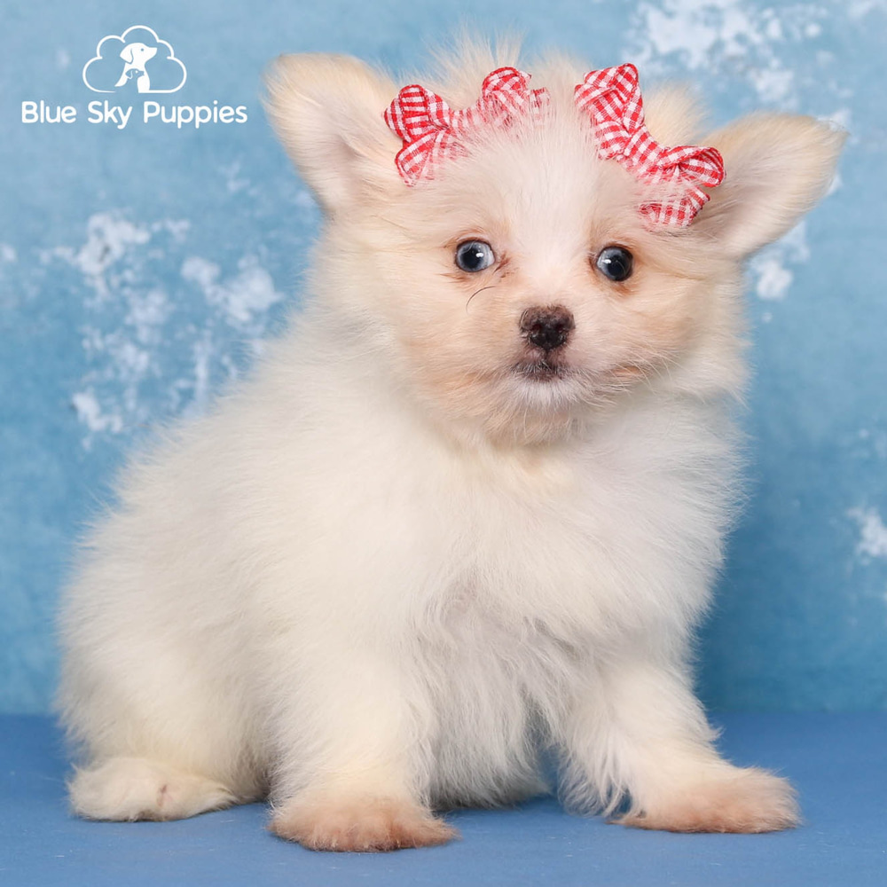 Inari - Maltipom (F1) Puppy Adopted in Tampa Bay FL, puppy ID #08088405 ...