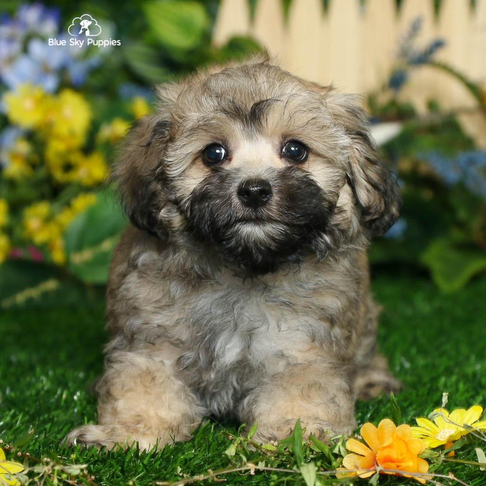 Buzz - Maltipoo (F1) Puppy Adopted in Tampa Bay FL, puppy ID #57770329 ...