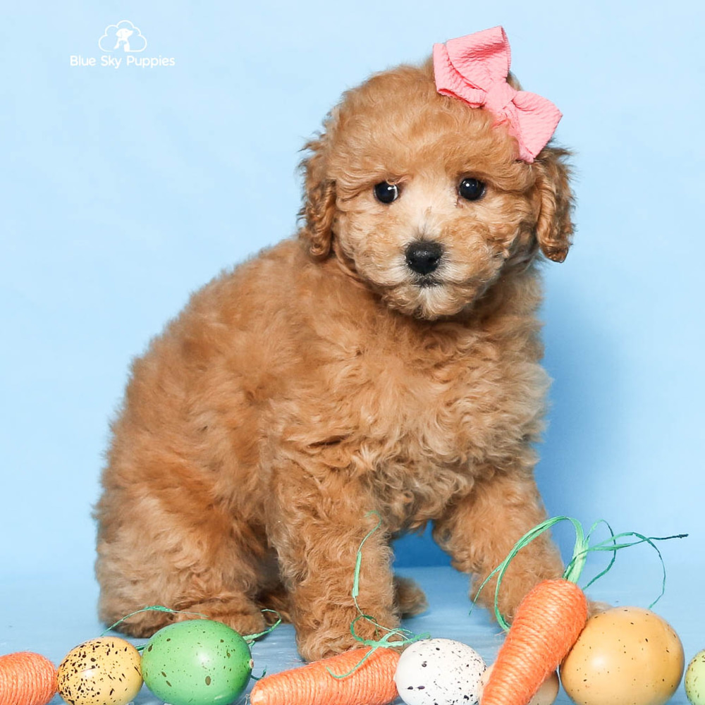Baby - Maltipoo (F1B) Puppy Adopted in Tampa Bay FL, puppy ID #01279861 ...