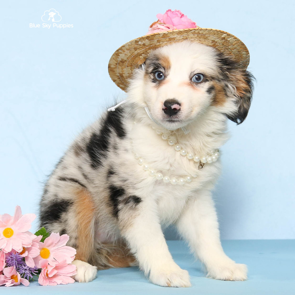 Jade - Mini Australian Shepherd Puppy Adopted in Orlando, puppy ID ...