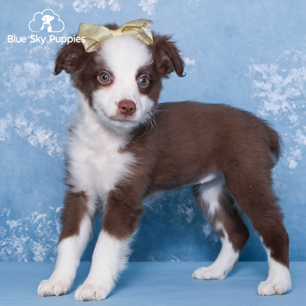 Onyx - Mini Australian Shepherd Puppy Adopted in Tampa Bay FL, puppy ID ...
