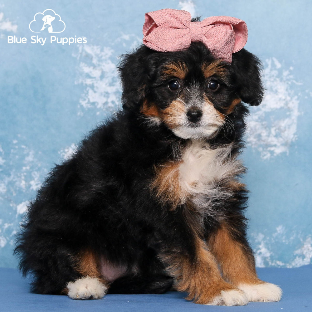 Honey - Mini Bernedoodle (F2B) Puppy Adopted in Tampa Bay FL, puppy ID ...