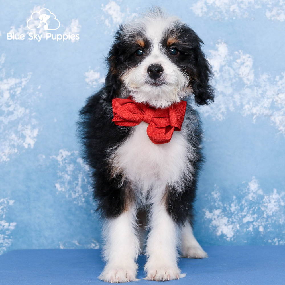 Eliot - Mini Bernedoodle (F2B) Puppy Adopted in Tampa Bay FL, puppy ID ...