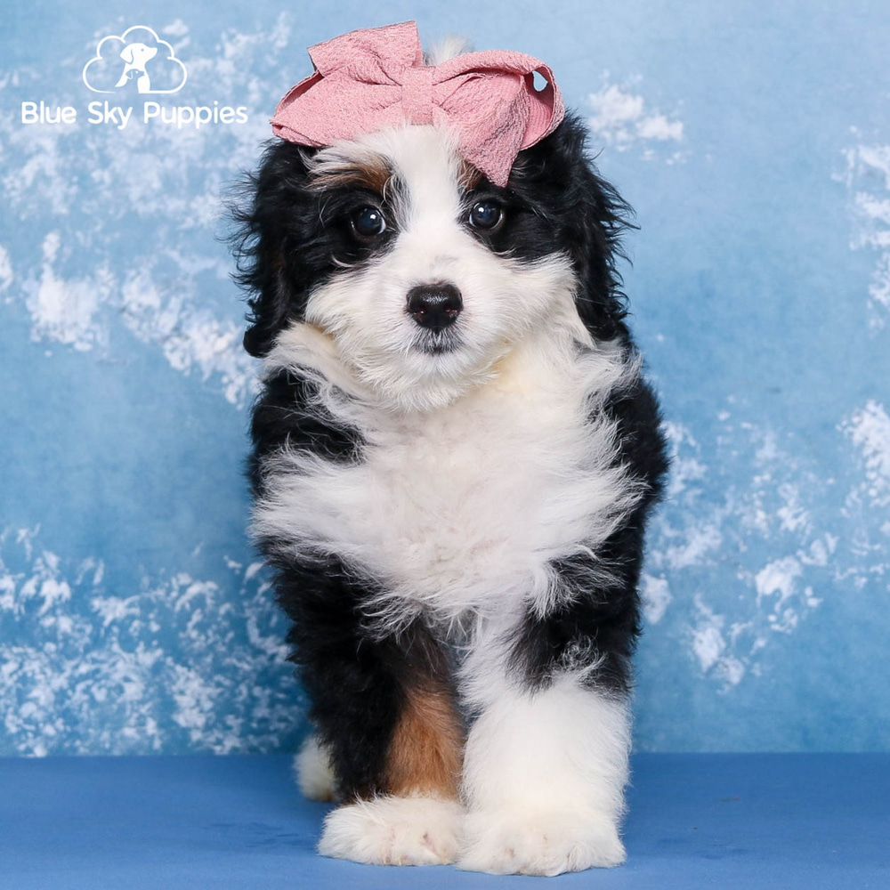 Basil - Mini Bernedoodle (F2B) Puppy Adopted in Orlando FL, puppy ID ...