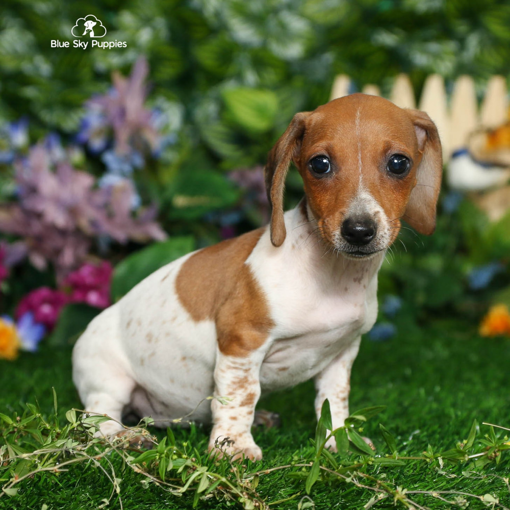 Pearl - Mini Dachshund Puppy Available for Adoption in Tampa Bay FL ...
