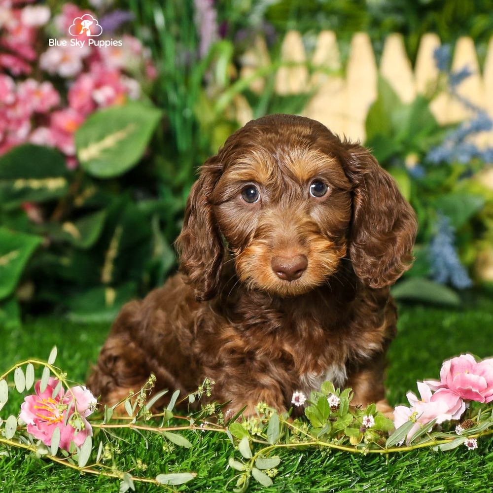 Harry - Mini Dachshund Puppy Adopted in Orlando, puppy ID #00815973 ...