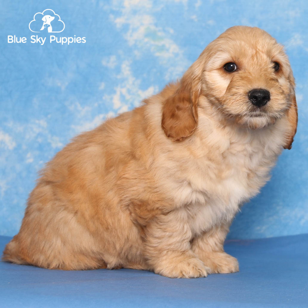Ghost - Mini Goldendoodle (F1) Puppy Adopted in Tampa Bay FL, puppy ID ...