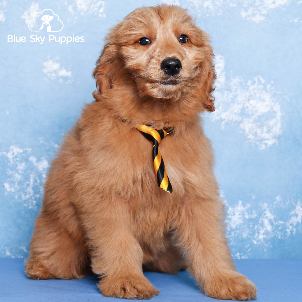 Otis - Mini Goldendoodle (F1) Puppy Adopted in Tampa Bay FL, puppy ID ...