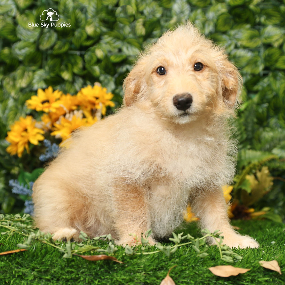 Kane - Mini Goldendoodle (F1) Puppy Adopted in Orlando FL, puppy ID ...