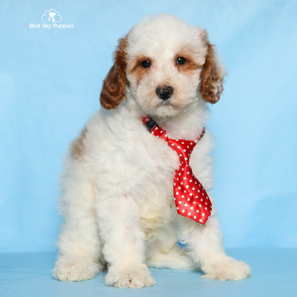 Copper - Mini Goldendoodle (F2B) Puppy Adopted in Tampa Bay FL, puppy ...