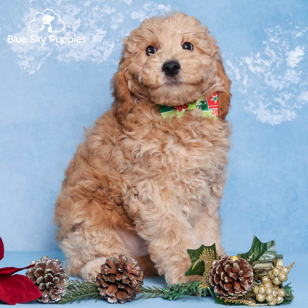 Bo - Mini Labradoodle (F1B) Puppy Adopted in Tampa Bay FL, puppy ID ...