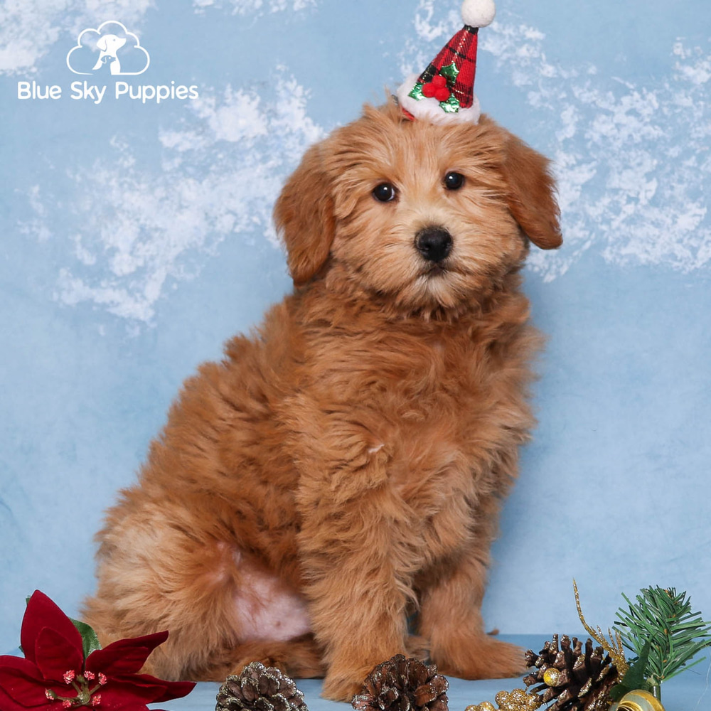 Winston - Mini Labradoodle (F1B) Puppy Adopted in Orlando FL, puppy ID ...
