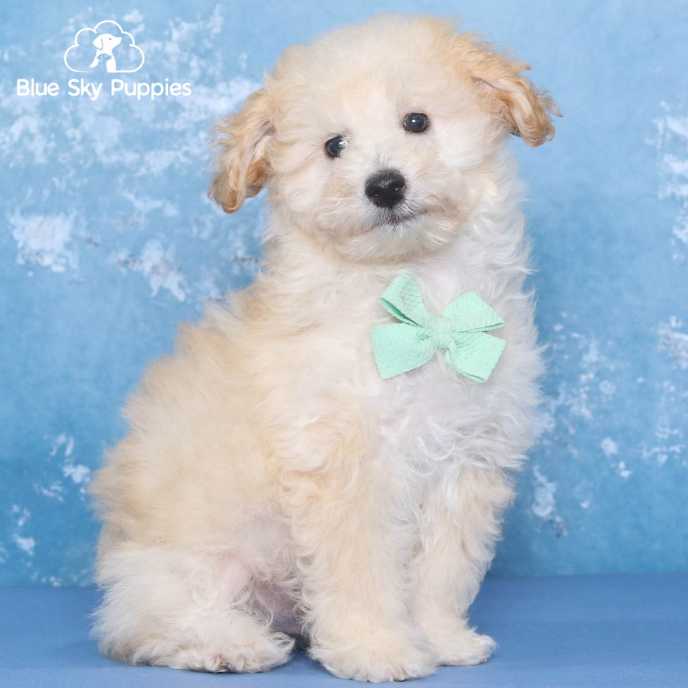 Percival - Mini Poodle Puppy Adopted in Orlando FL, puppy ID #06743392 ...