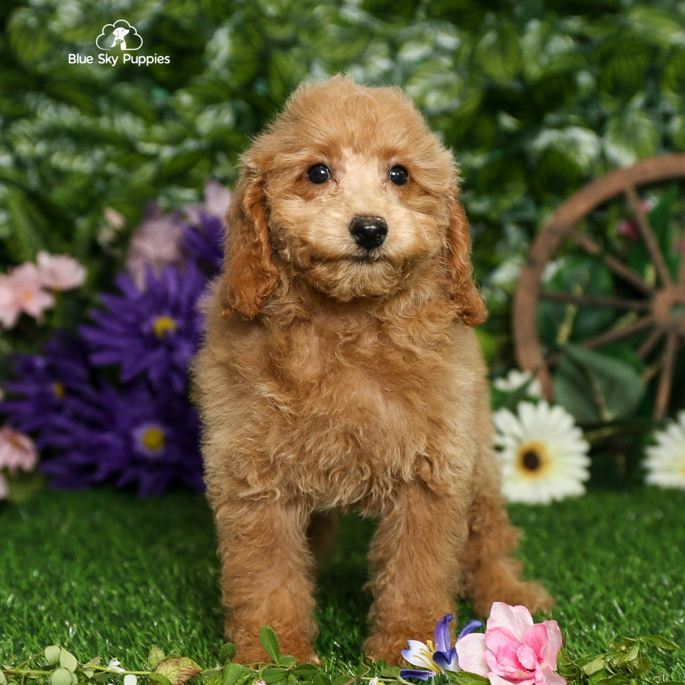 Laura - Mini Poodle Puppy Adopted in Tampa Bay FL, puppy ID #57715711 ...